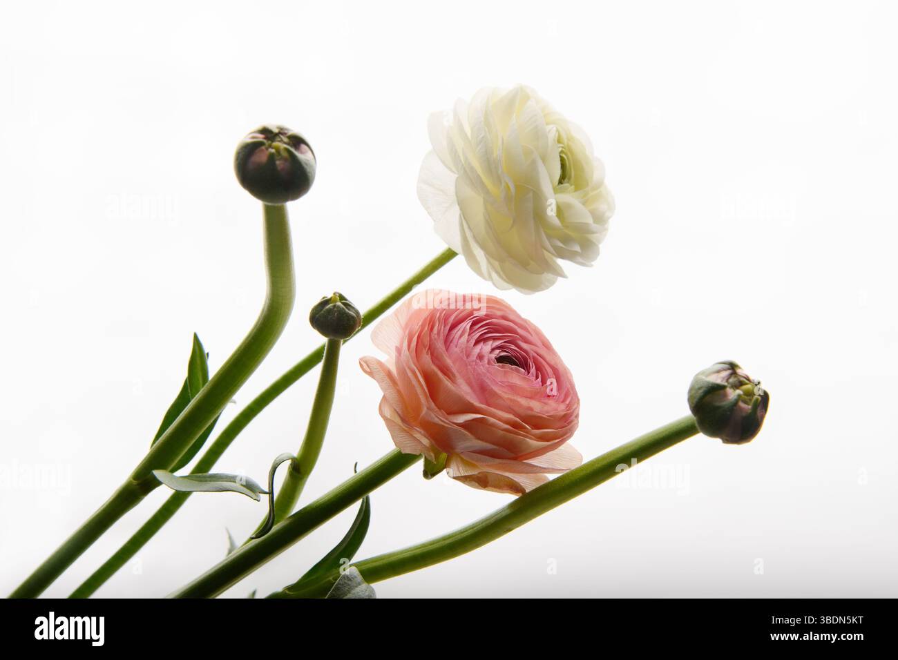 Two Ranunculus flowers on a white background. Horizontal photo. Style ...