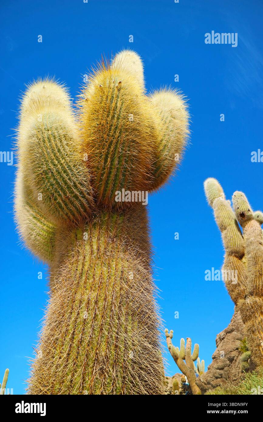 Large Group of Gigantic Trichocereus Pasacana Cactus Plants on Isla ...