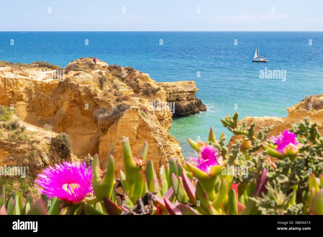 Photo of pink flowers on ocean cliffs, Praia da Ponta Pequena beach ...