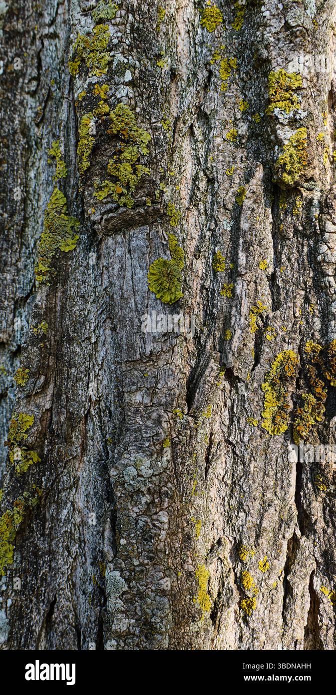 Textured tree bark reveals patches of green moss and natural patterns ...
