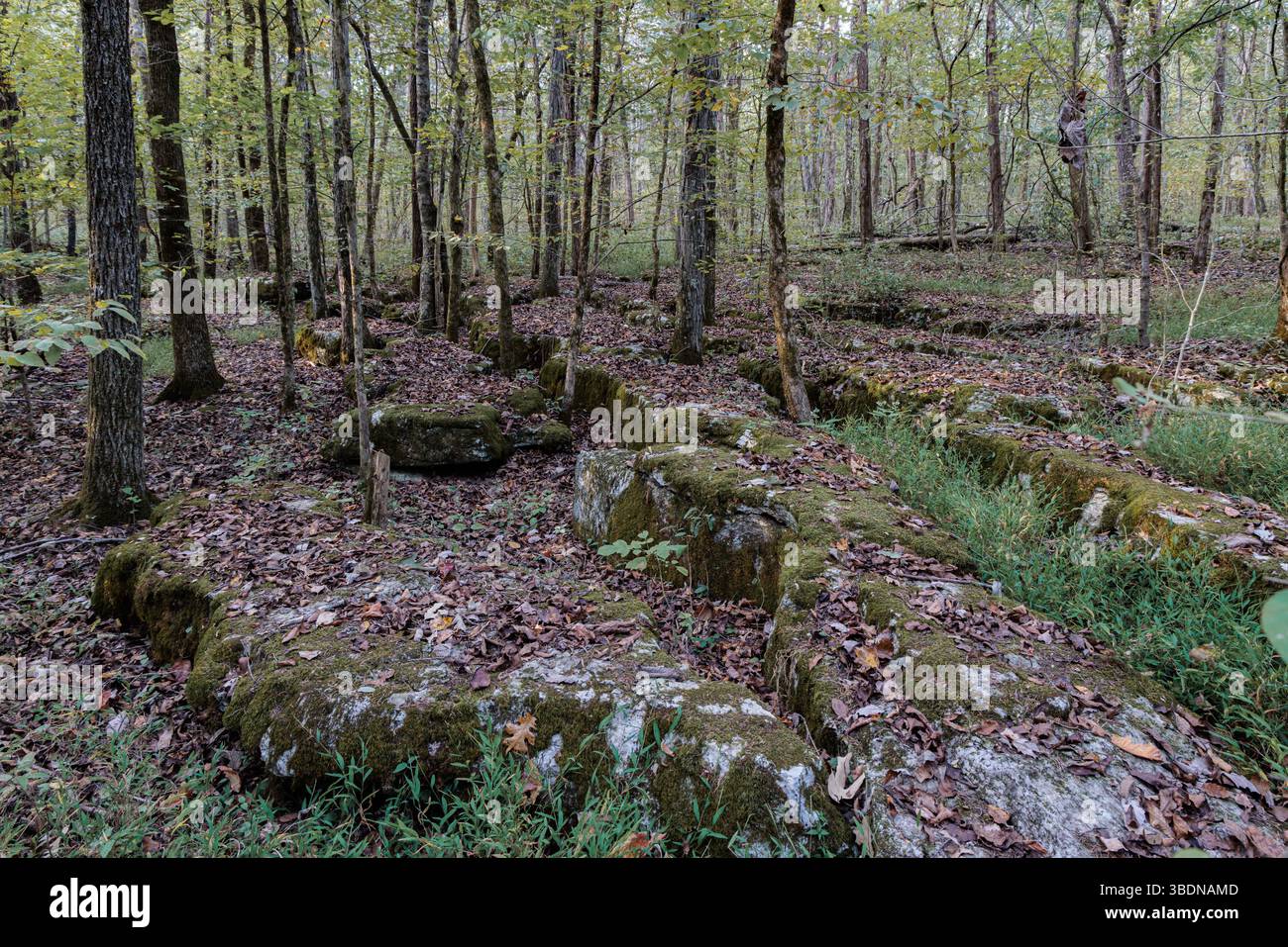 Hickory hill hi-res stock photography and images - Alamy