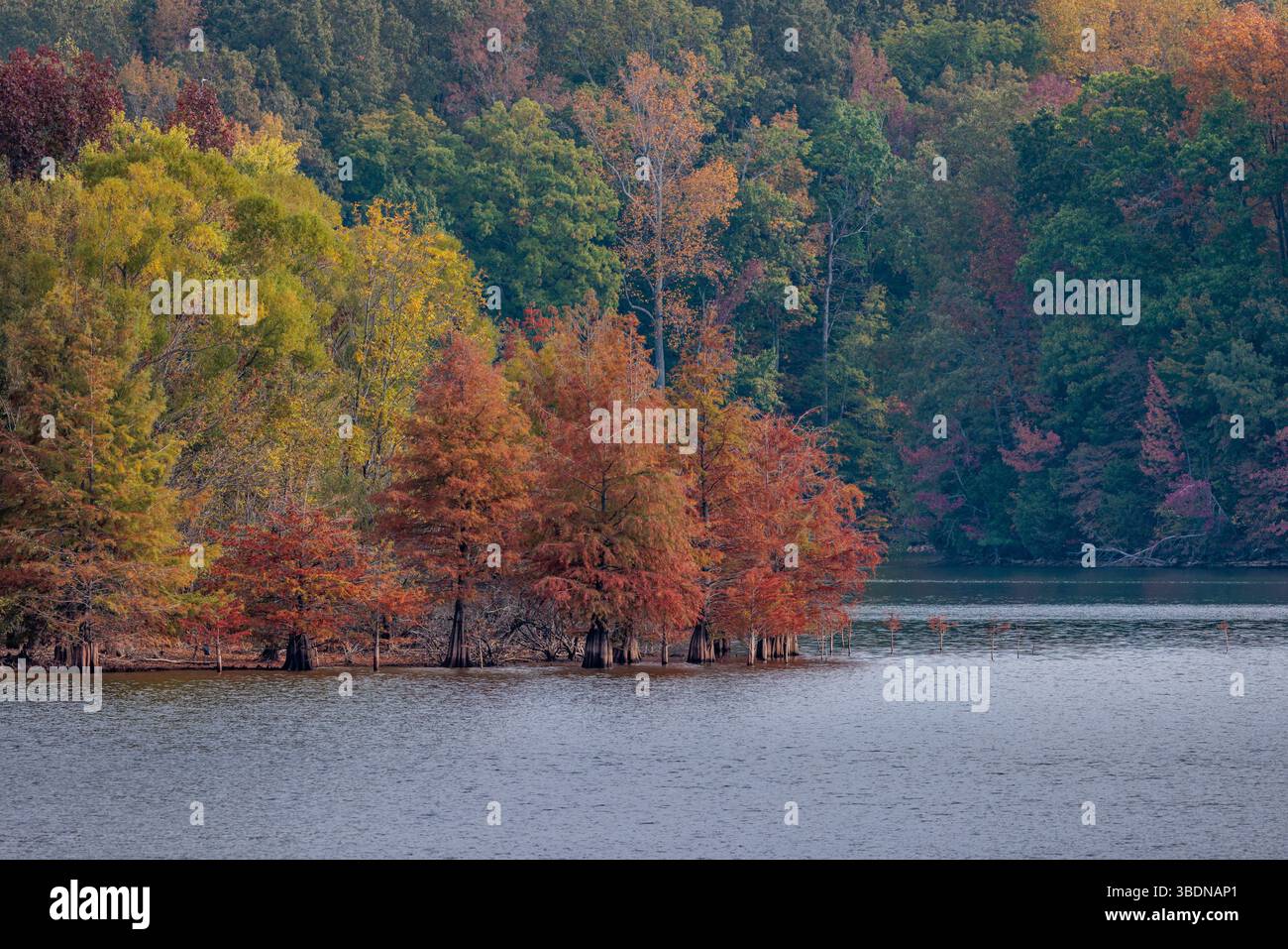 Bright colorful fall foliage along the shore of Tims Ford Reservoir at ...
