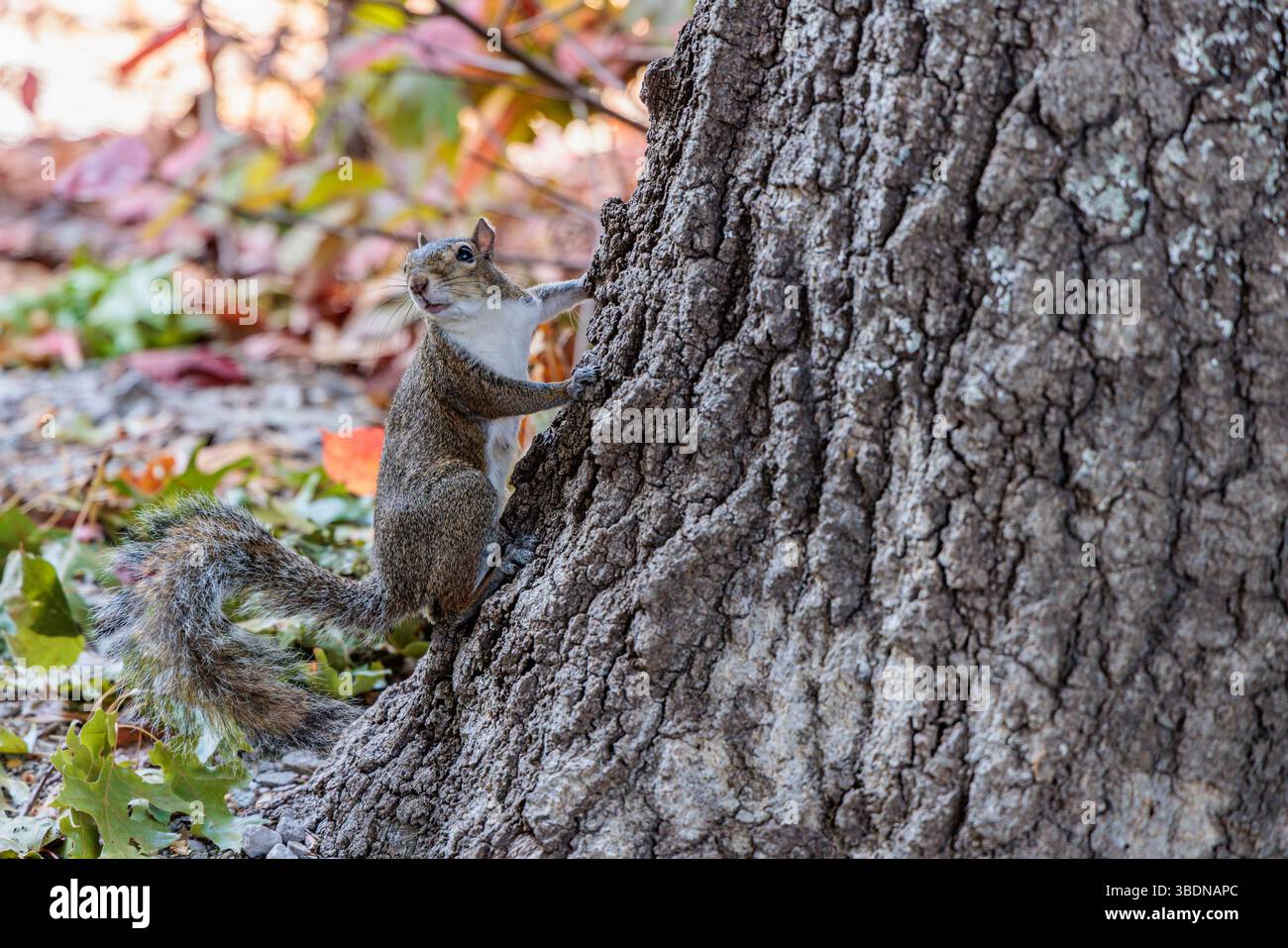 Squirrel (Sciurus carolinensis) at the base of a tree in Tim's Ford State Park, Tennessee Stock ...
