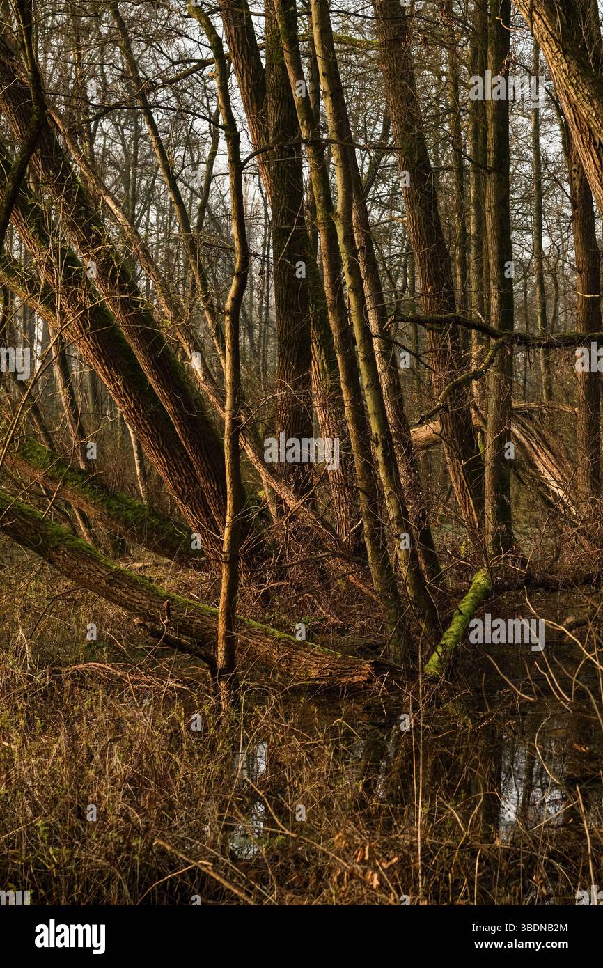 swamp forest... Meerbusch * Lanker Bruch *, swampy alluvial forest ...