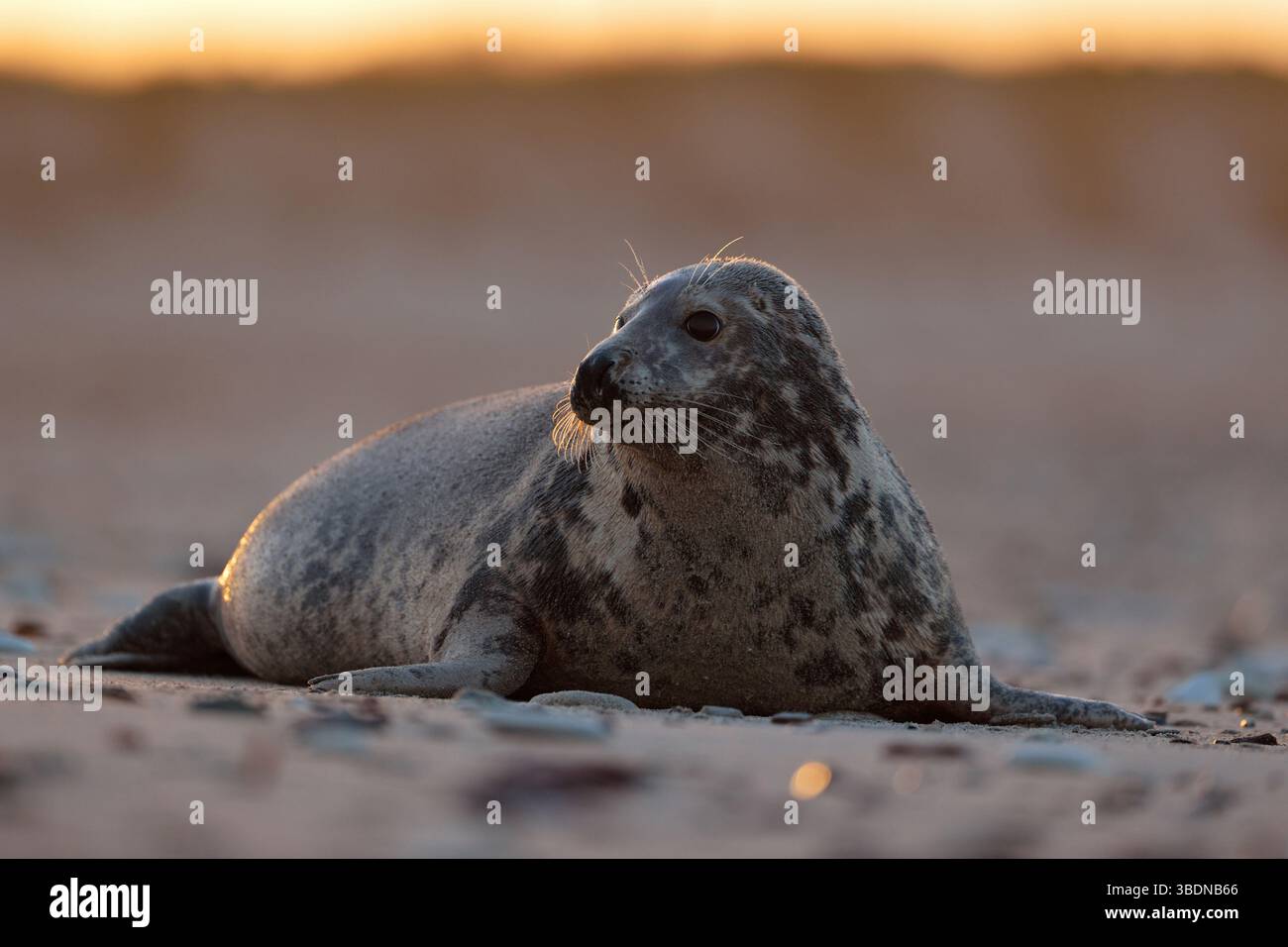 watchful... Grey seal * Halichoerus grypus *; female grey seal in ...