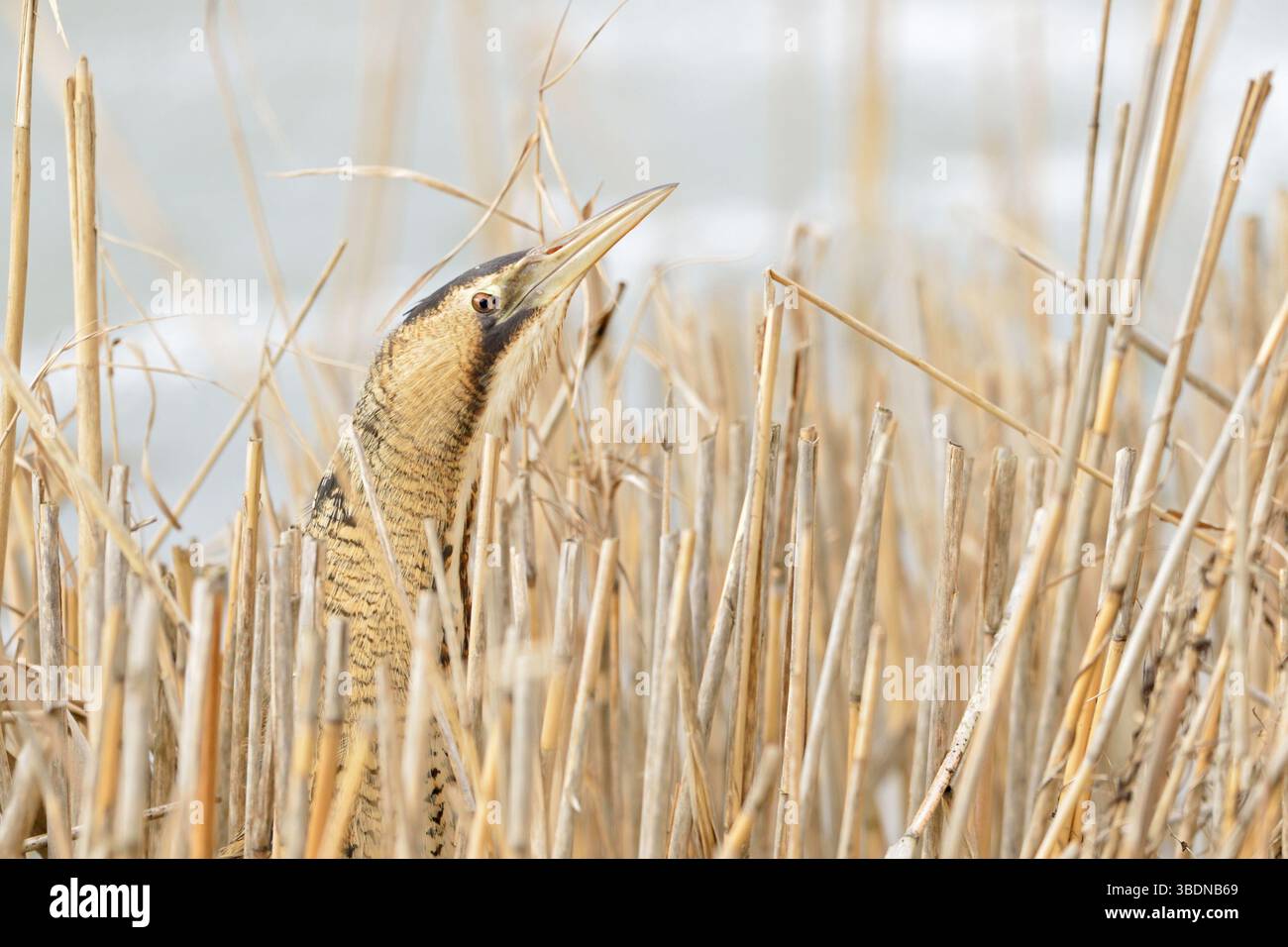 a quick look... Great Bittern * Botaurus stellaris * in winter, lives ...