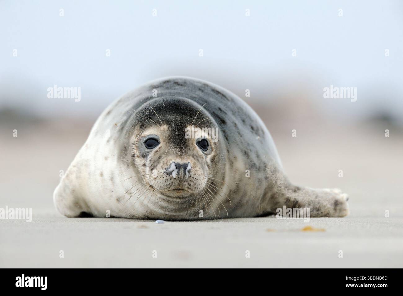 Young seal relaxing beach animals in wild hi-res stock photography and ...