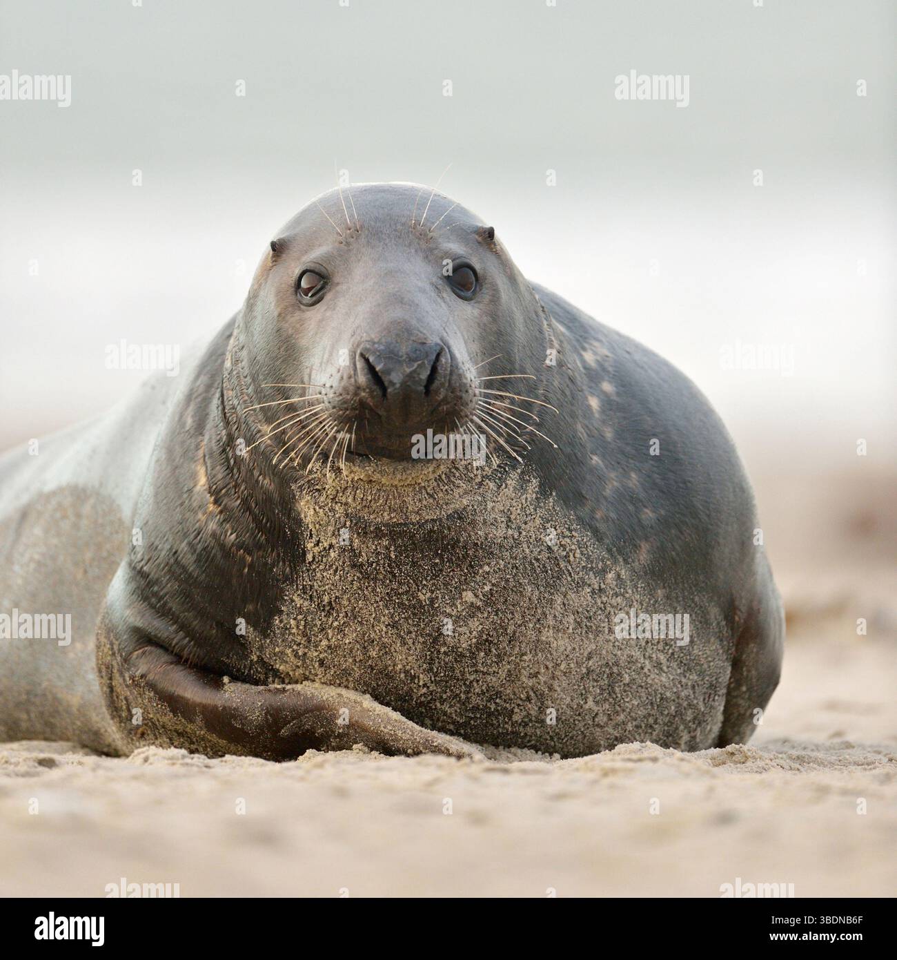 Coziness... Grey seal * Halichoerus grypus * looking into the Kamea ...