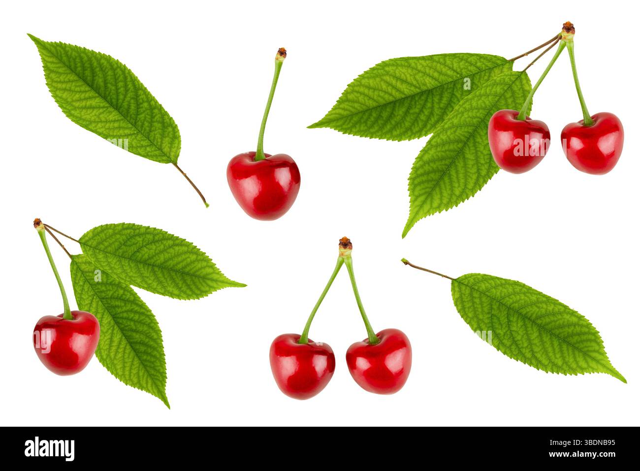 Cherry berry leaves collection Cut Out Stock Images & Pictures - Alamy