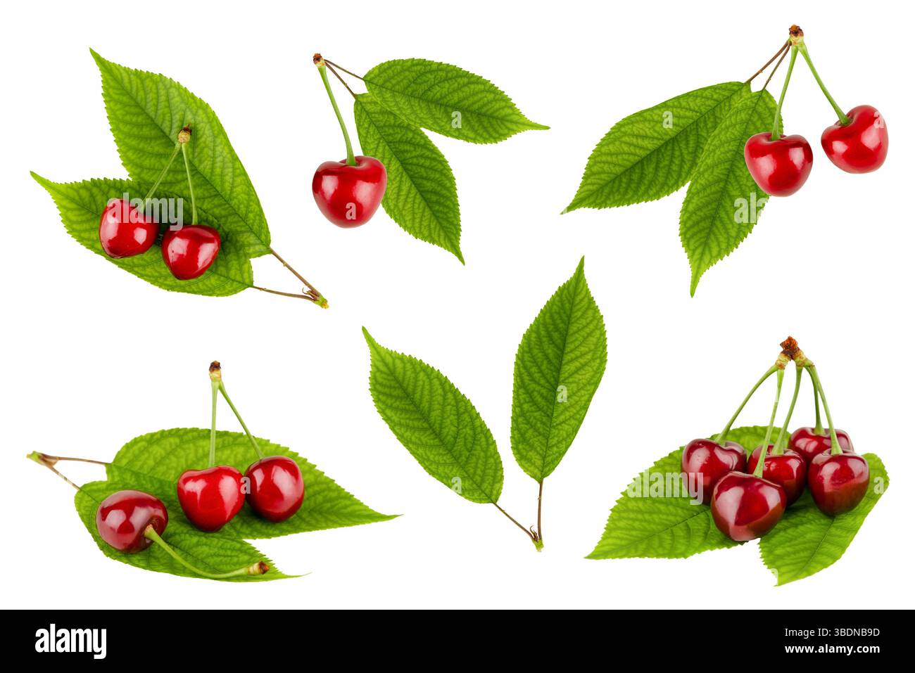 Cherry berry leaves collection Cut Out Stock Images & Pictures - Alamy