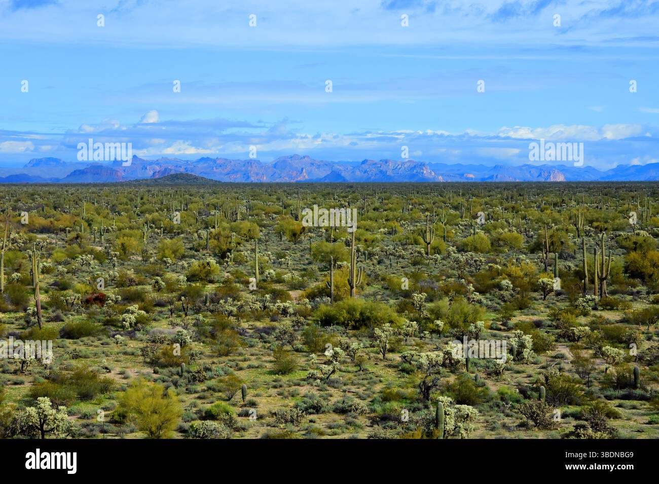 Expansive landscape Sonoran desert mid winter in central Arizona USA on ...