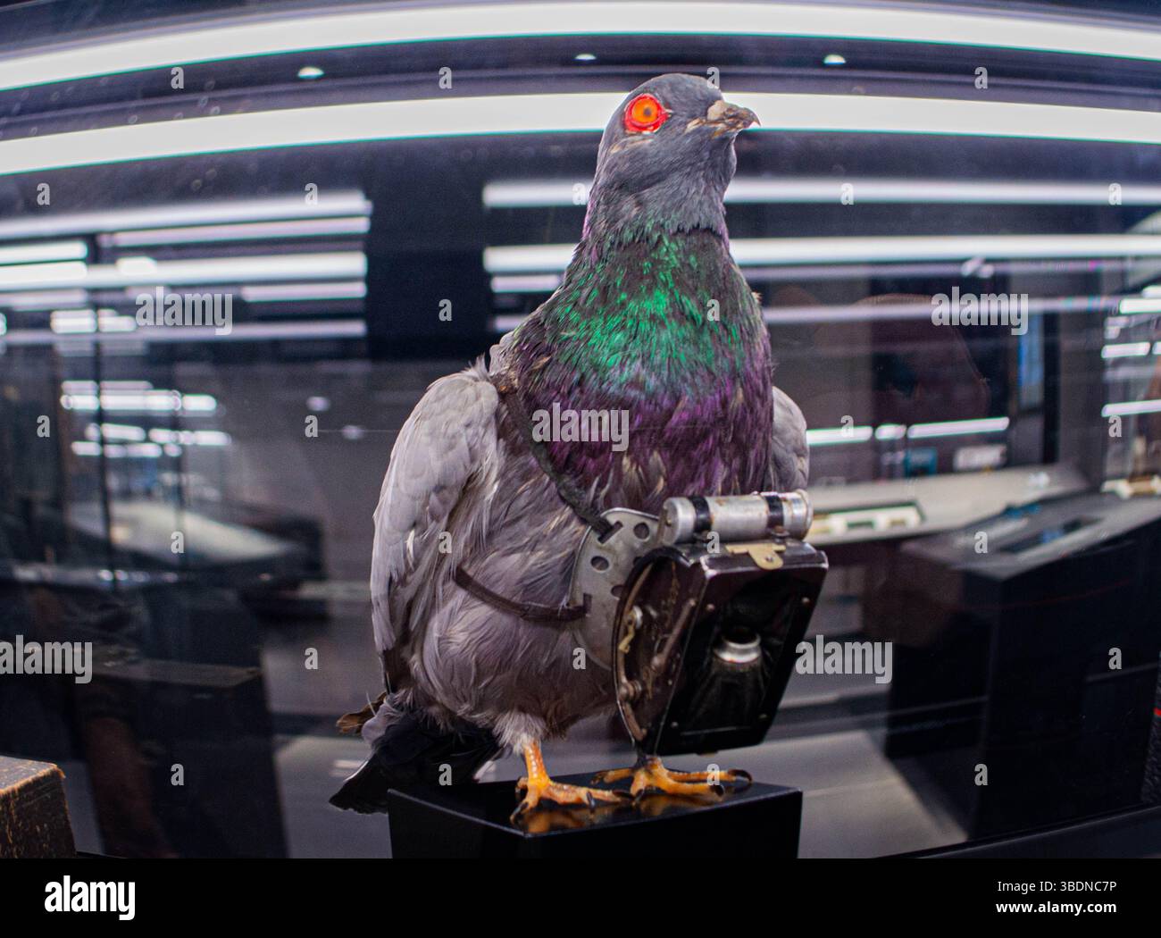 Pigeon spy in Deutsches Museum, Munich Stock Photo - Alamy
