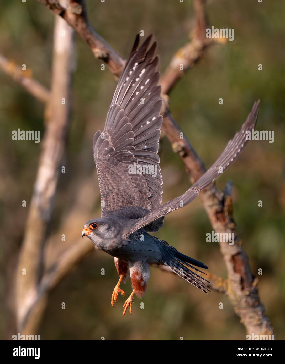 A rare male Red-footed falcon (Falco vespertinus) in flight, Suffolk ...