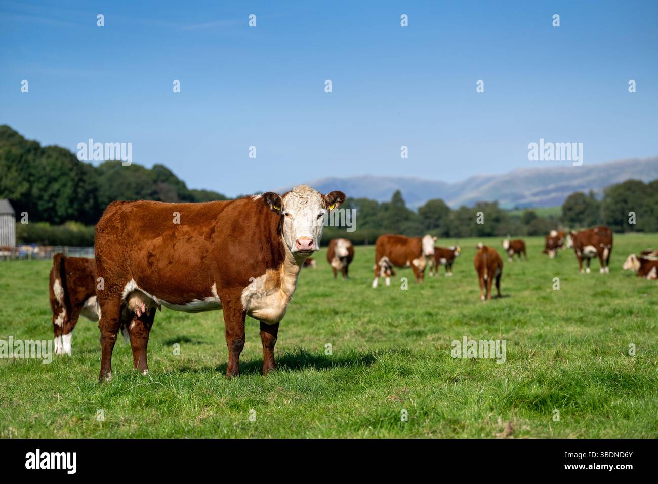 Herd of Hereford cows and calves in the Lune Valley near Kirkby ...