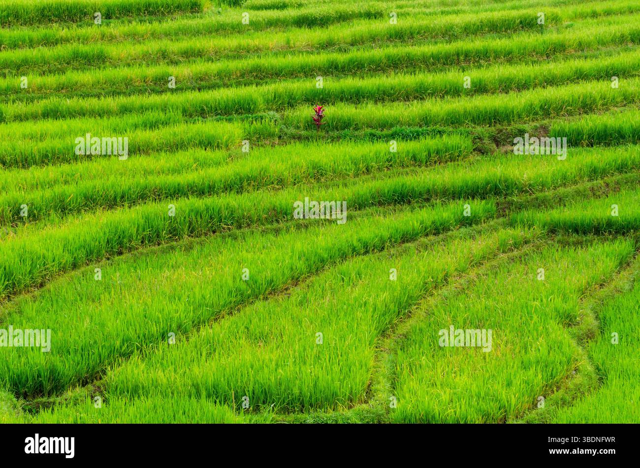 The ancient Banaue Rice Terraces in northern Philippines, carved by the ...