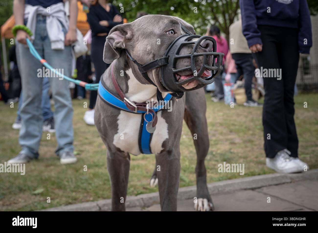 London, UK. 25th May 2025. A muzzled XL Bully breed attends The annual ...