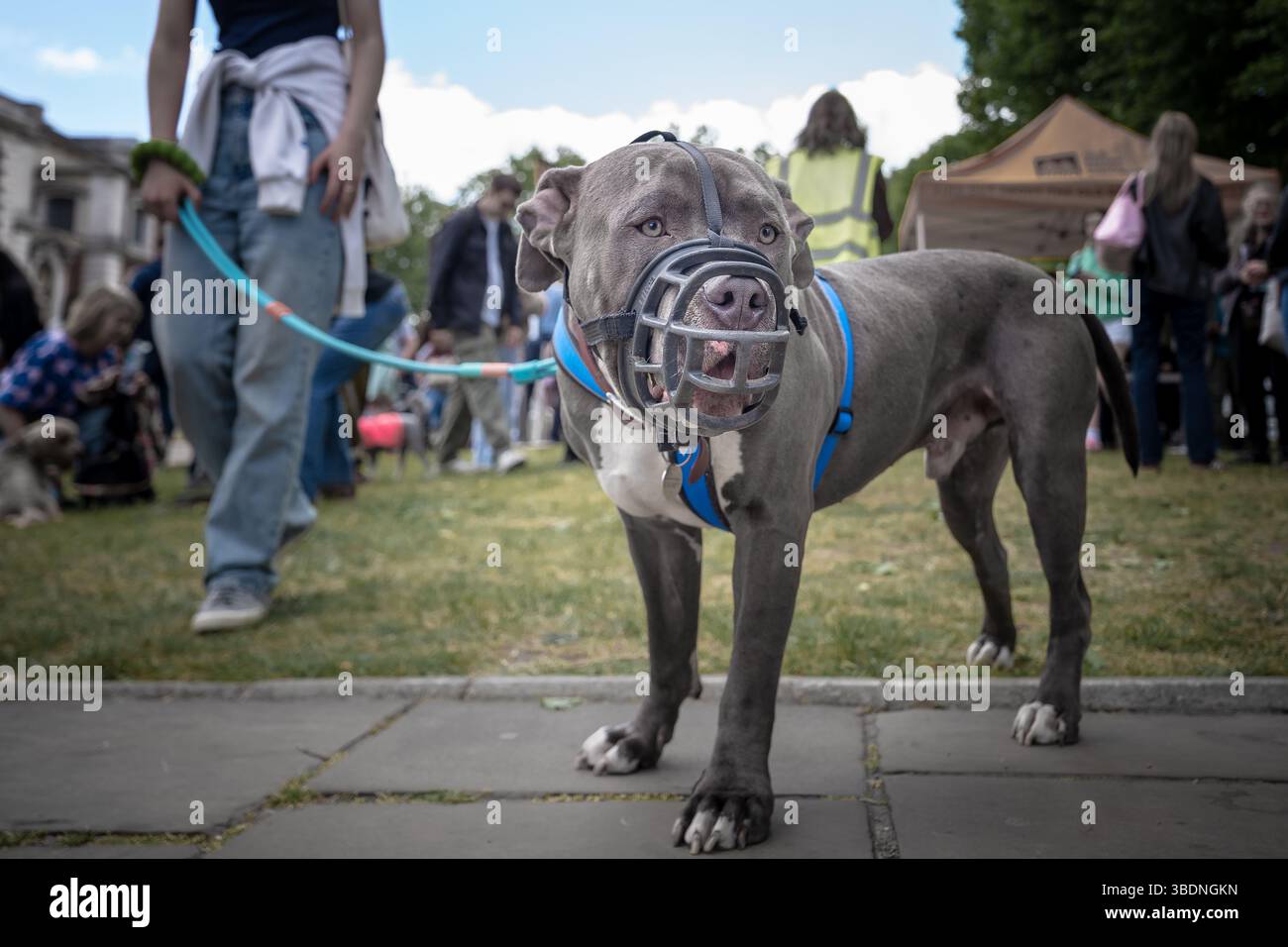 London, UK. 25th May 2025. A muzzled XL Bully breed attends the annual ...