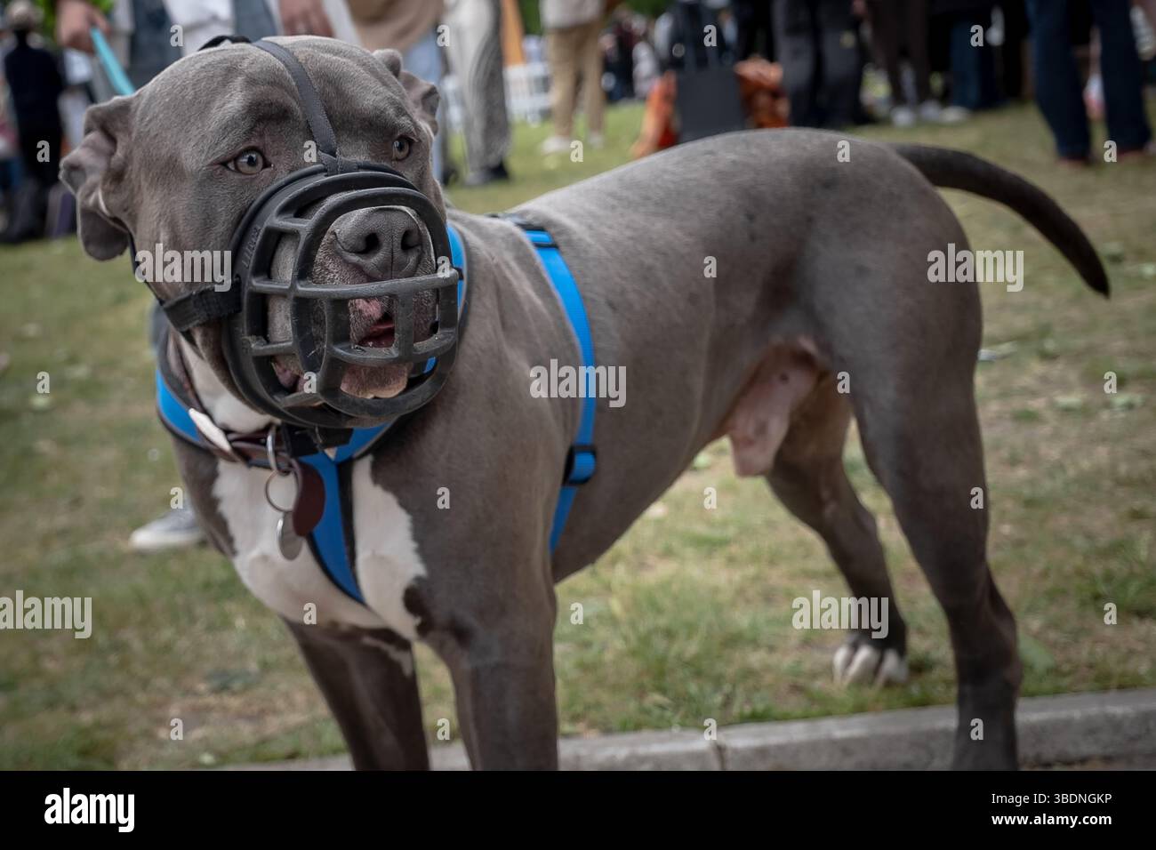 Xl bully dog hi-res stock photography and images - Alamy