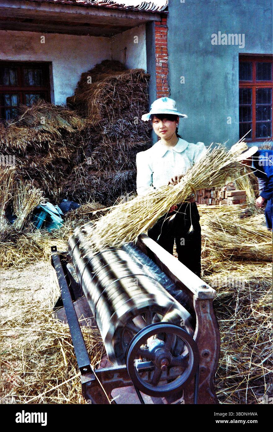 Woman standing holding corn, feeding it into a threshing machine in ...