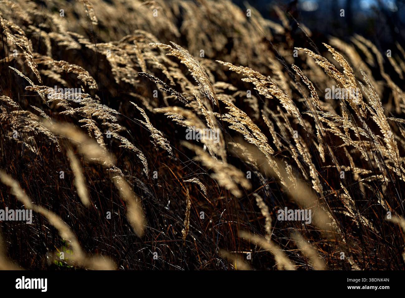 Grass stalks in backlight Stock Photo - Alamy