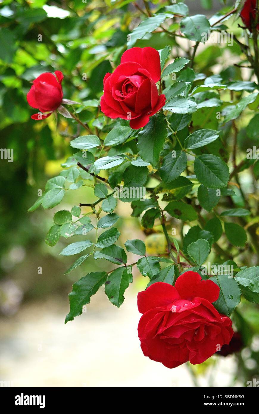 Red Climbing Rose – Elegance of Nature in Detail Stock Photo - Alamy