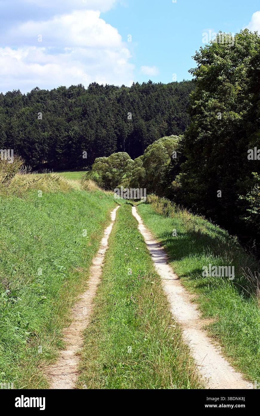 Green country path in rural forest landscape on a summer day Stock ...