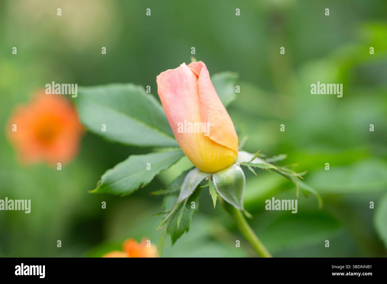 The Lark Ascending Rose Stock Photo - Alamy