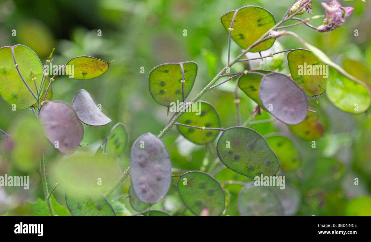 Science and Nature - Seed Dispersal / Plant Reproduction Stock Photo ...