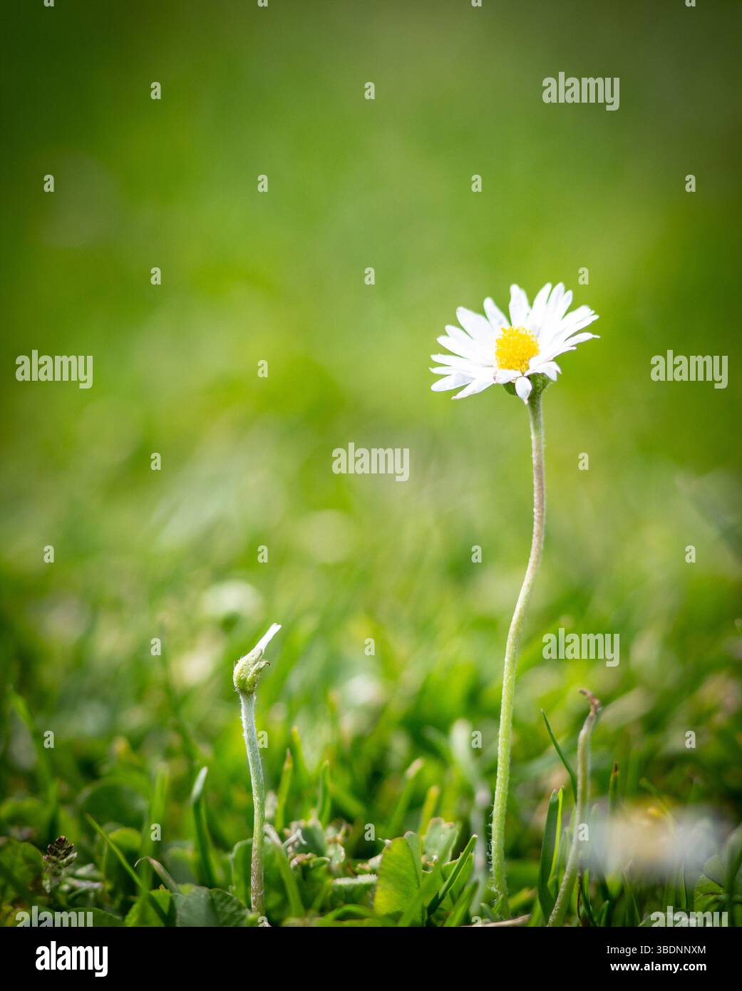 Impression: G?nsebl?mchen auf dem Rasen des Sepp-Herberger-Stadions; B&S Kurpfalz Gala am 24.05. ...