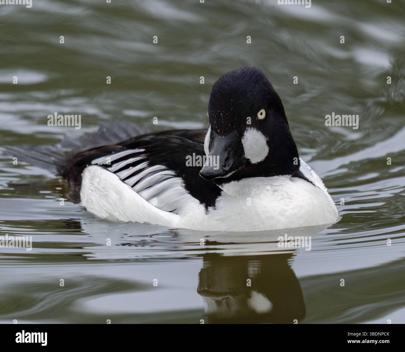 Goldeneye wings hi-res stock photography and images - Alamy