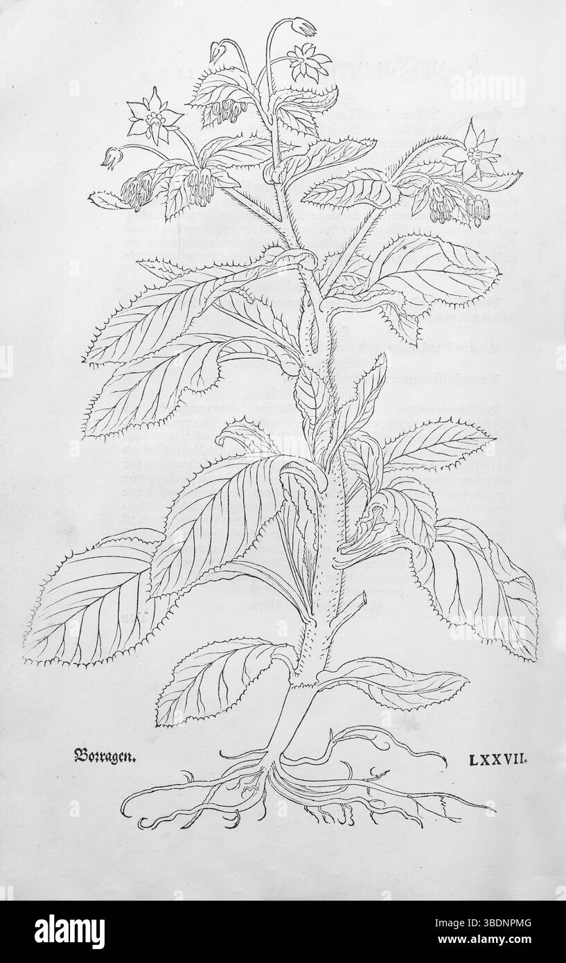 Cucumber herb Black and White Stock Photos & Images - Alamy