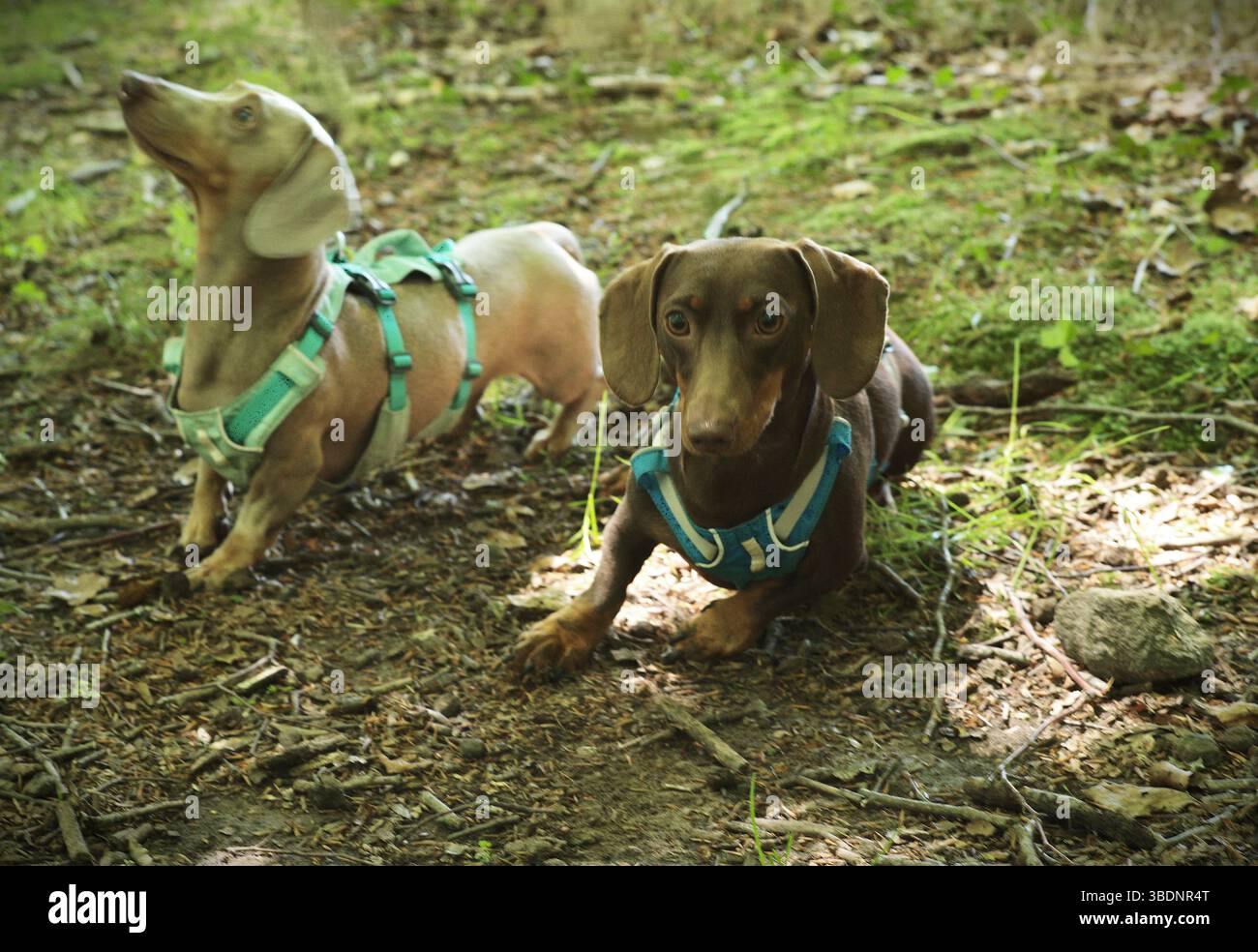 Two beautiful Dachshunds playing together Stock Photo - Alamy