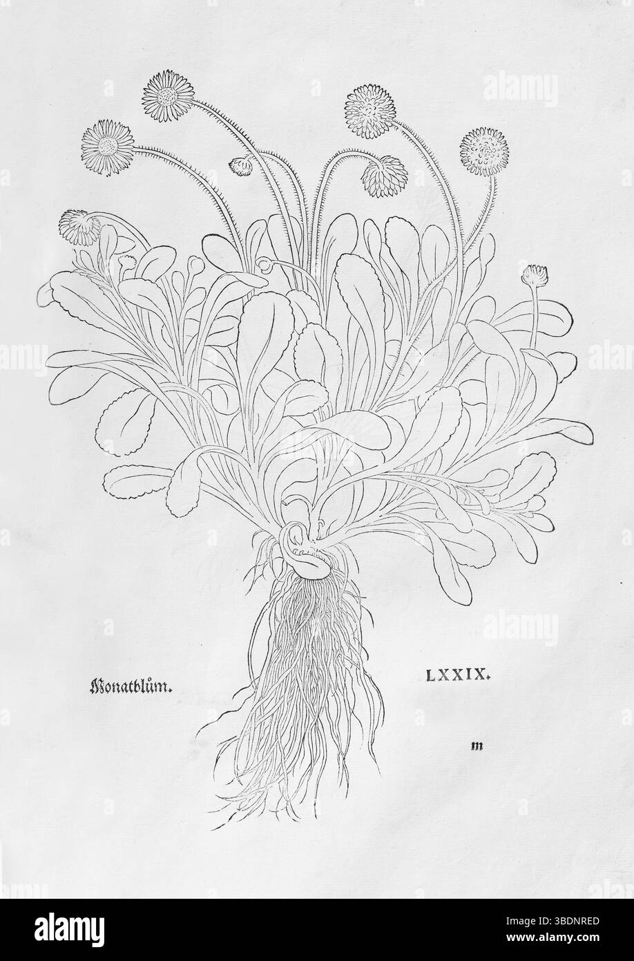 Common daisies bellis perennis Black and White Stock Photos & Images ...