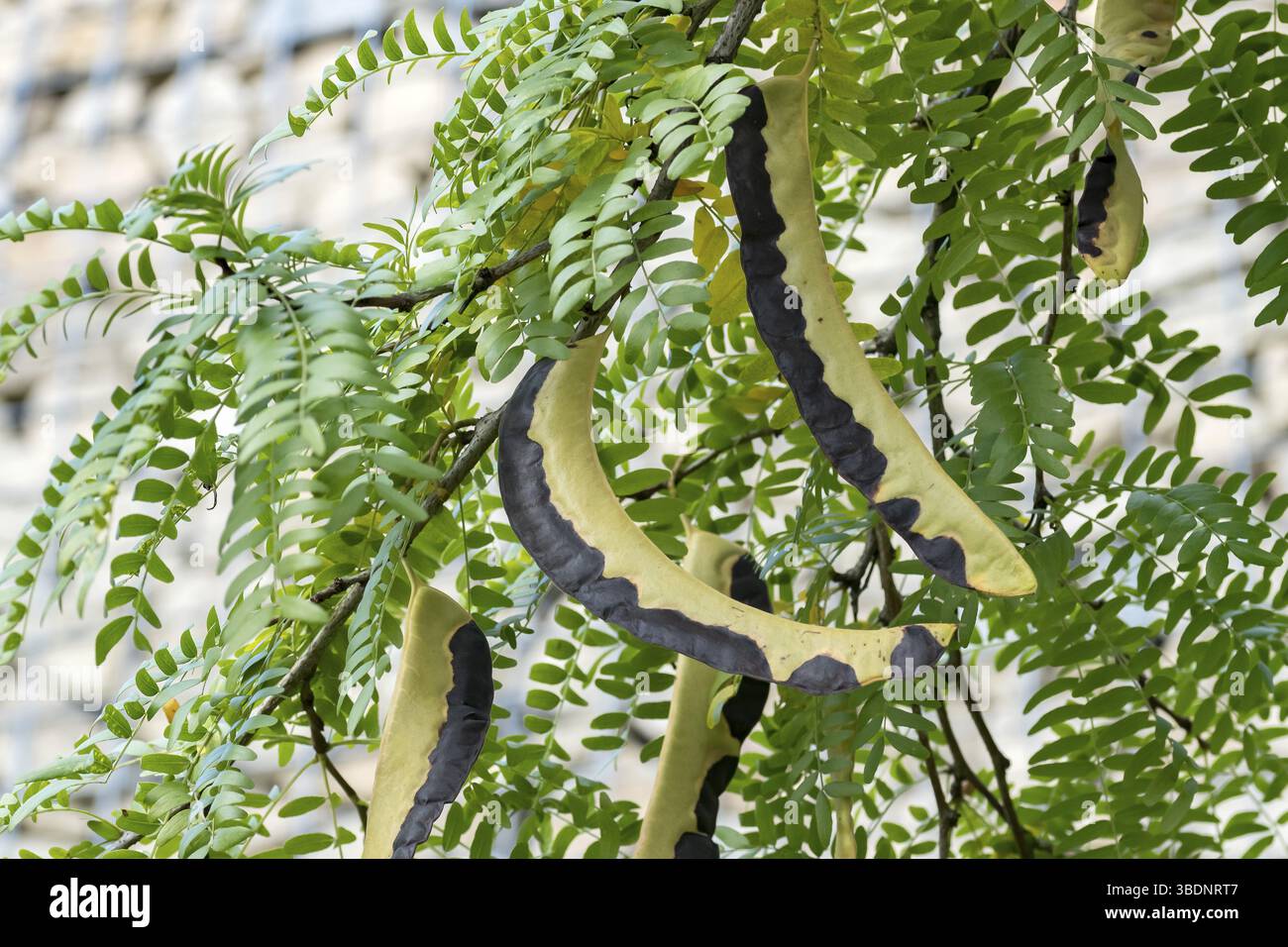 Honey Locust (Gleditsia triacanthos f. inermis), tree, deciduous tree ...
