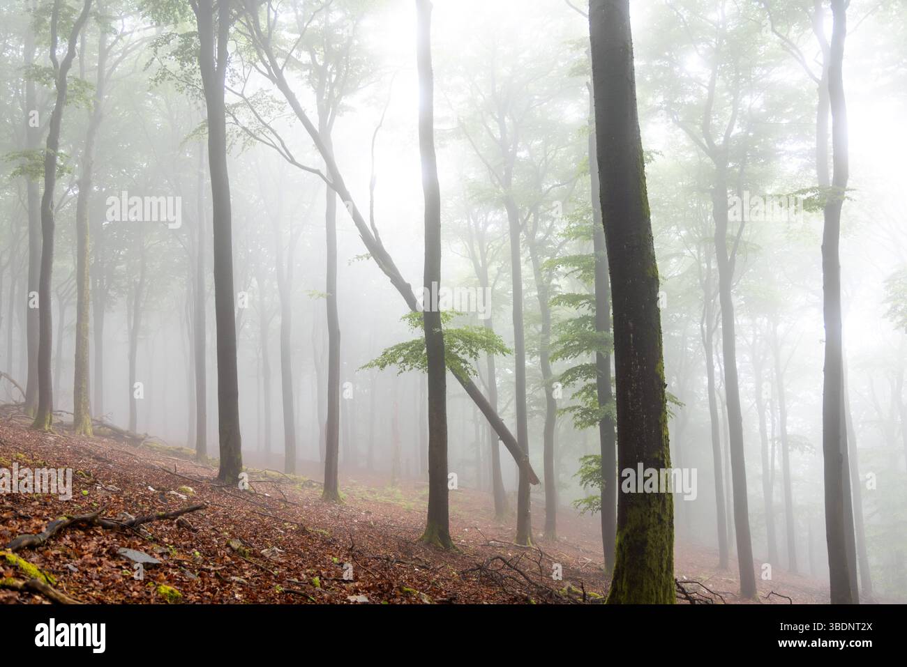 Wald im Nebel Der Buchenwald am Glaskopf liegt nach dem Regen im Nebel ...