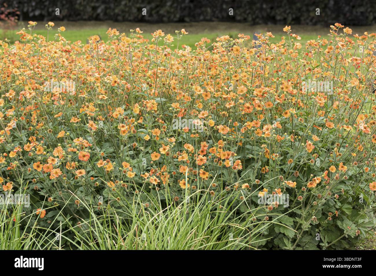 Carnation root (Geum 'Totally Tangerine'), flower, rose family ...
