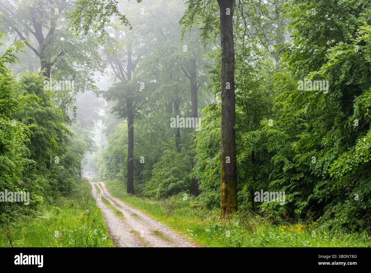 Wald im Nebel Der Buchenwald am Roten Kreuz liegt nach dem Regen im ...