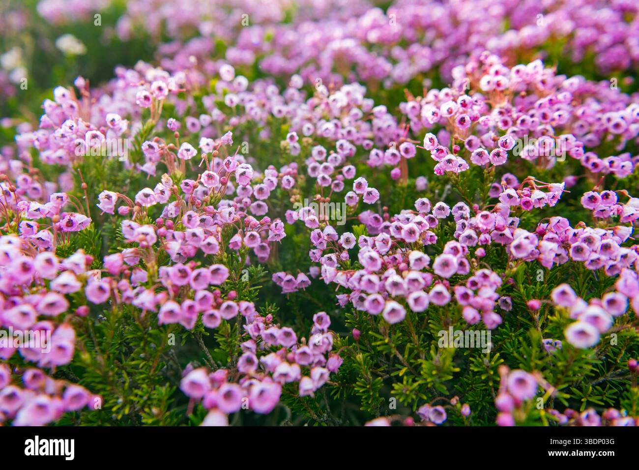 Flowering plant. Flower blossom of nature background. Mountain heather ...