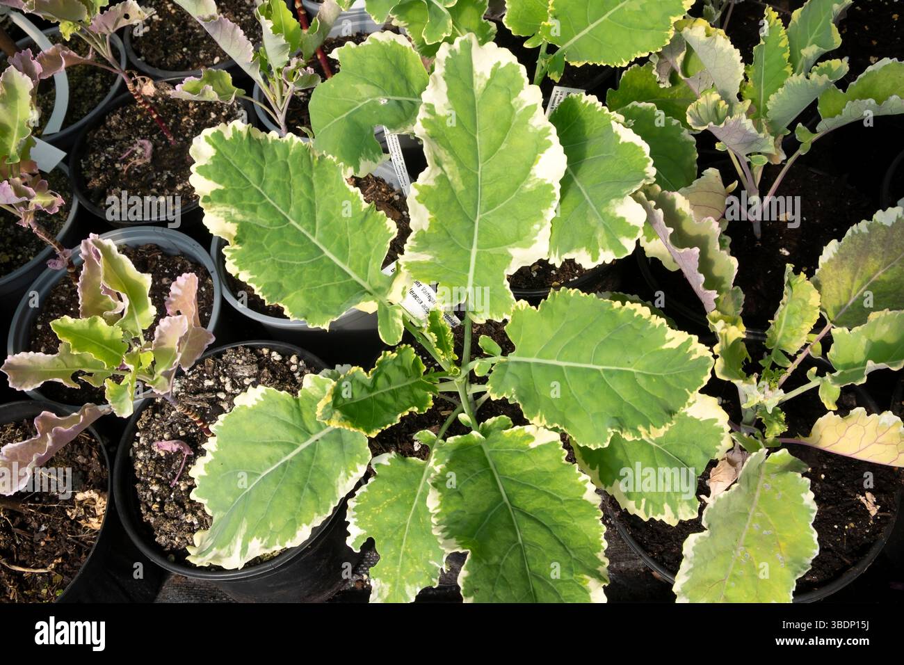 Daubenton plant hi-res stock photography and images - Alamy