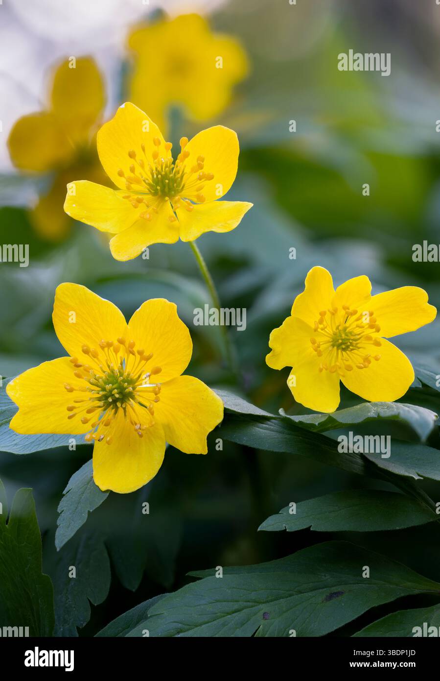 Yellow anemone anemone ranunculoides in bloom hi-res stock photography ...