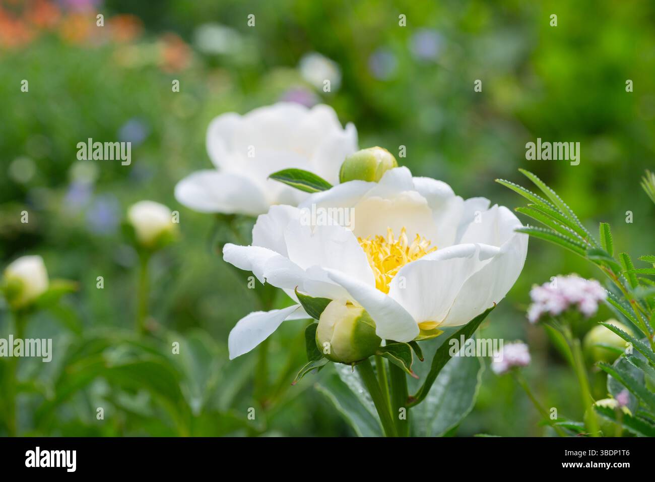 Beautiful Gardens - Enchanting Fresh White Peonies ' Dublin' variety ...