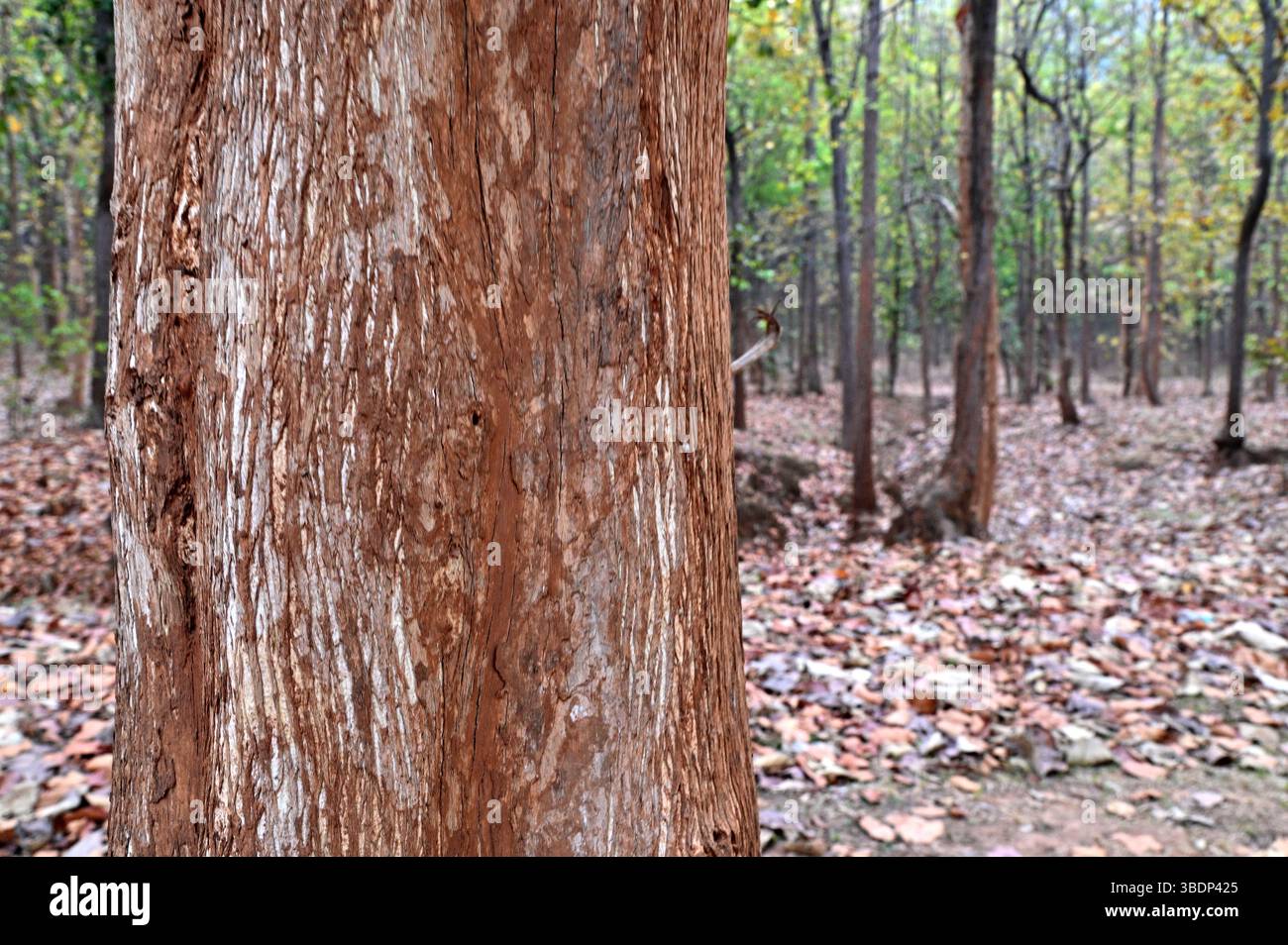 Pakhi Pahar is a wonderful place for nature lovers. The hill is covered ...