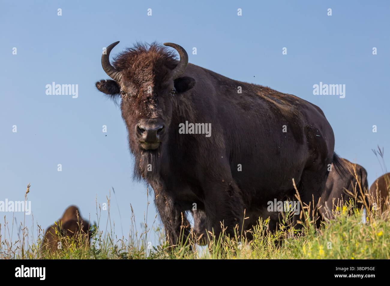 American Buffalo (Bison bison) standing in a grassland prairie at ...