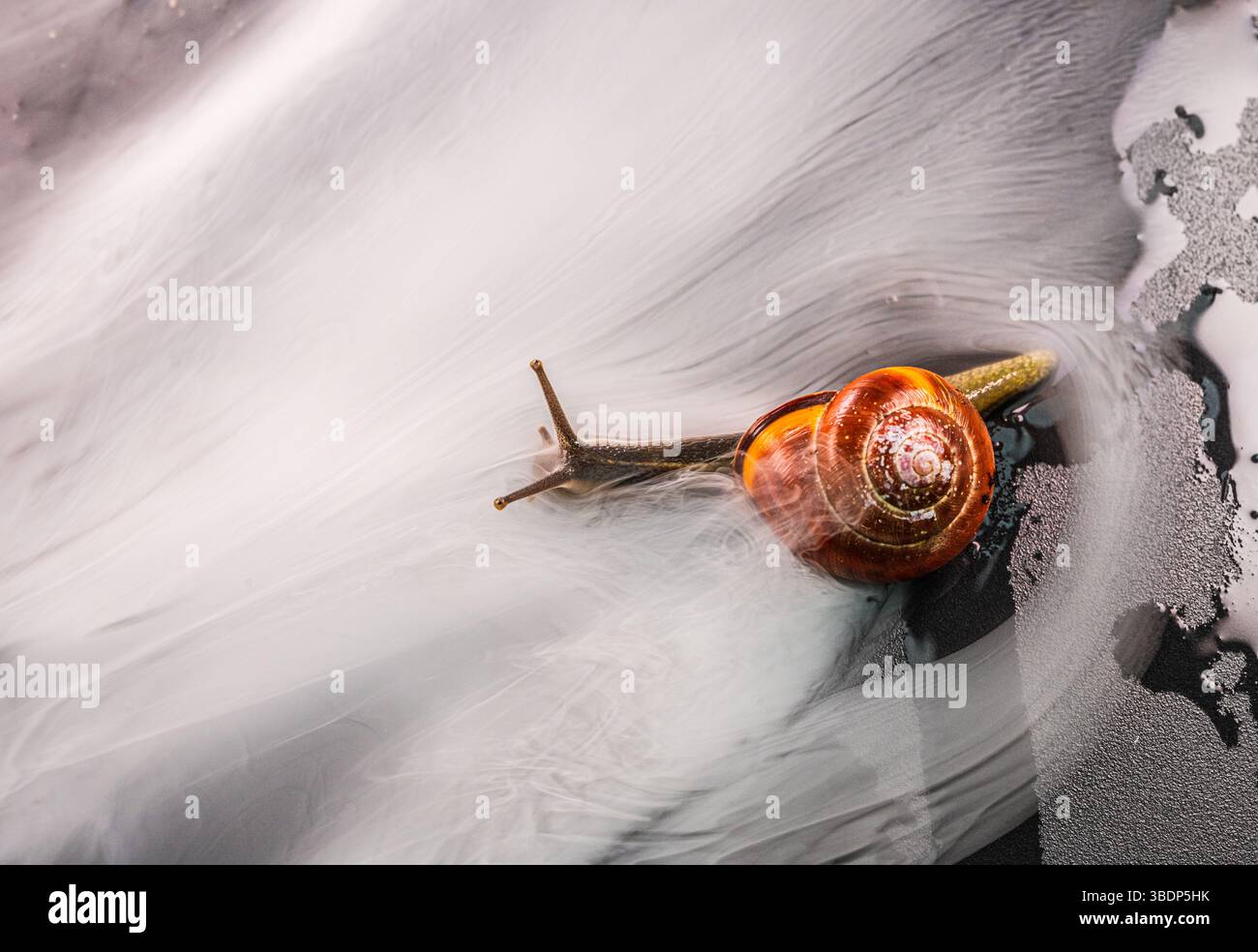 Snail gliding with misty swirl around body Stock Photo - Alamy
