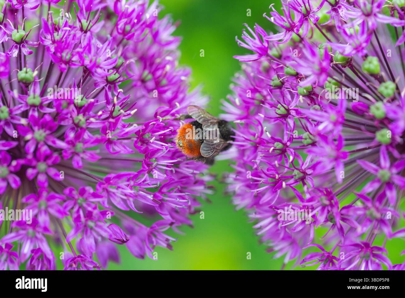Pollen-covered Red-Tailed Bumble-bee bridging across two Alliums Stock ...