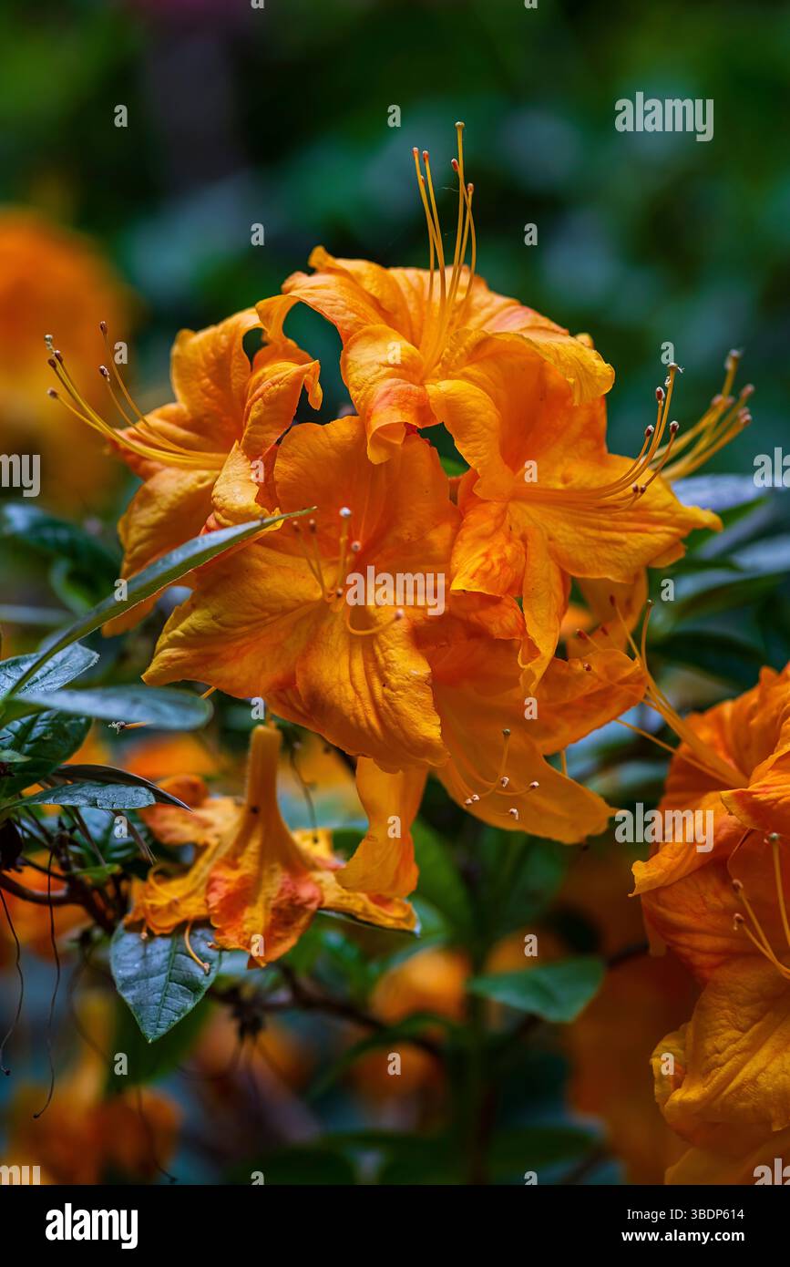 Orange Flame Azalea (Rhododendron calendulaceum) with deep bokeh in ...