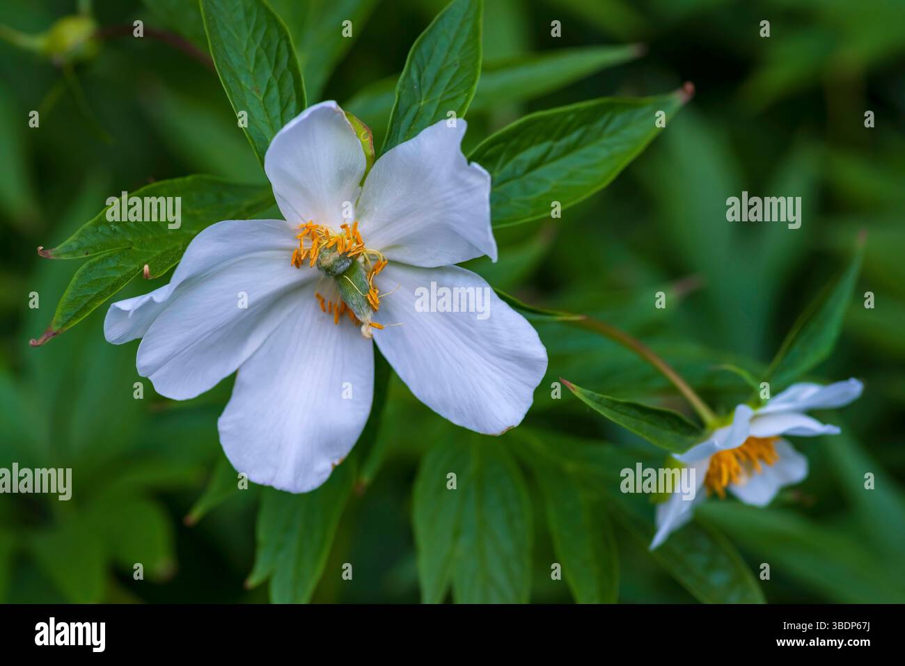 Himalayan peony (Paeonia emodi) in Sheffield Botanical Gardens Stock ...