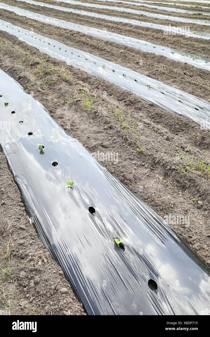Cucumber seedlings patch covered with plastic film Stock Photo - Alamy