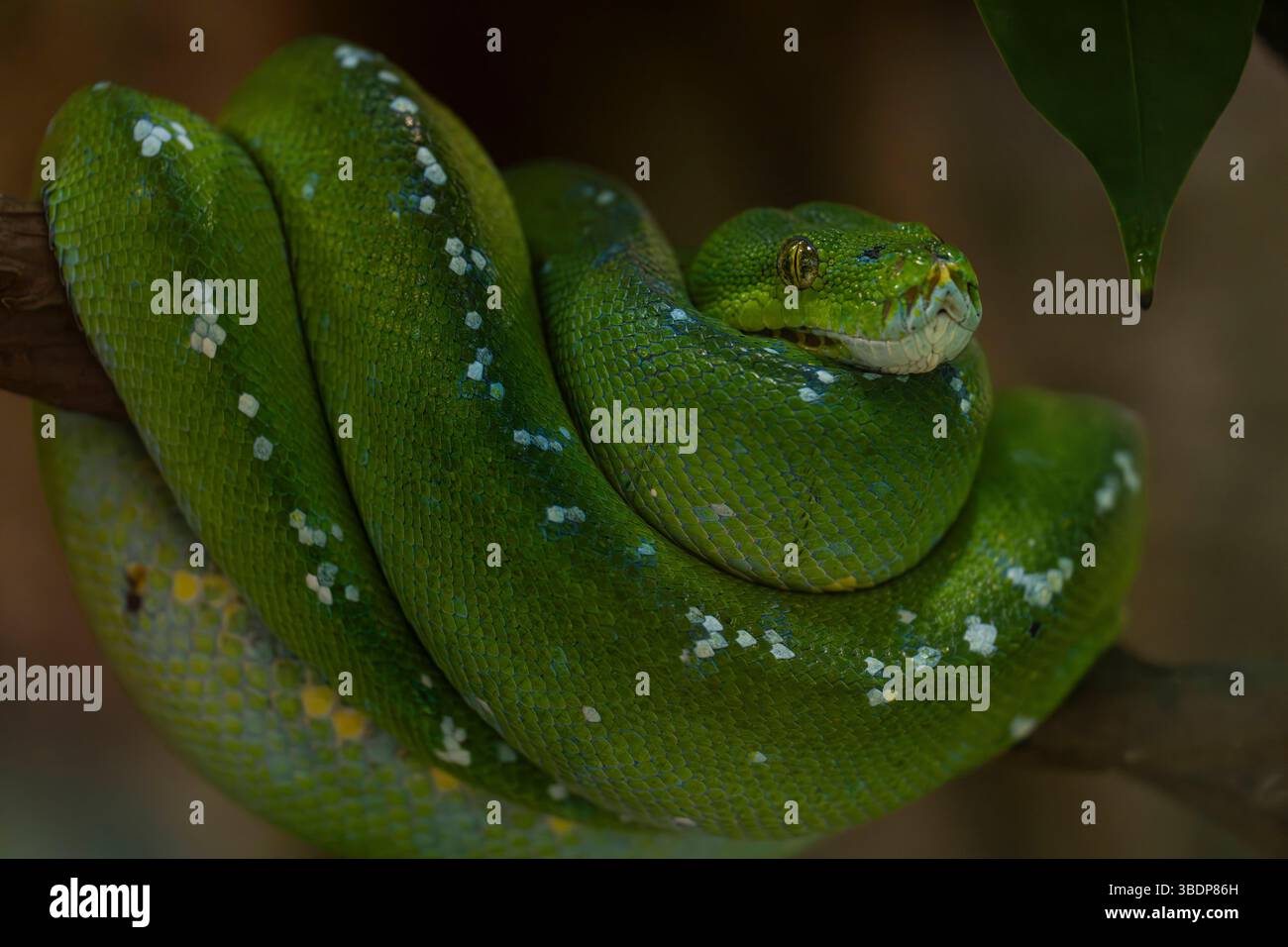 Ein Grüner Baumpython Morelia viridis im Alfred-Brehm-Haus im Tierpark ...