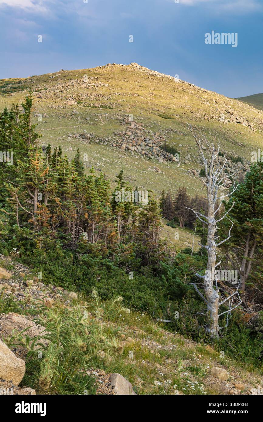 Live and dead pine trees on a steep slope at Rocky Mountain National ...